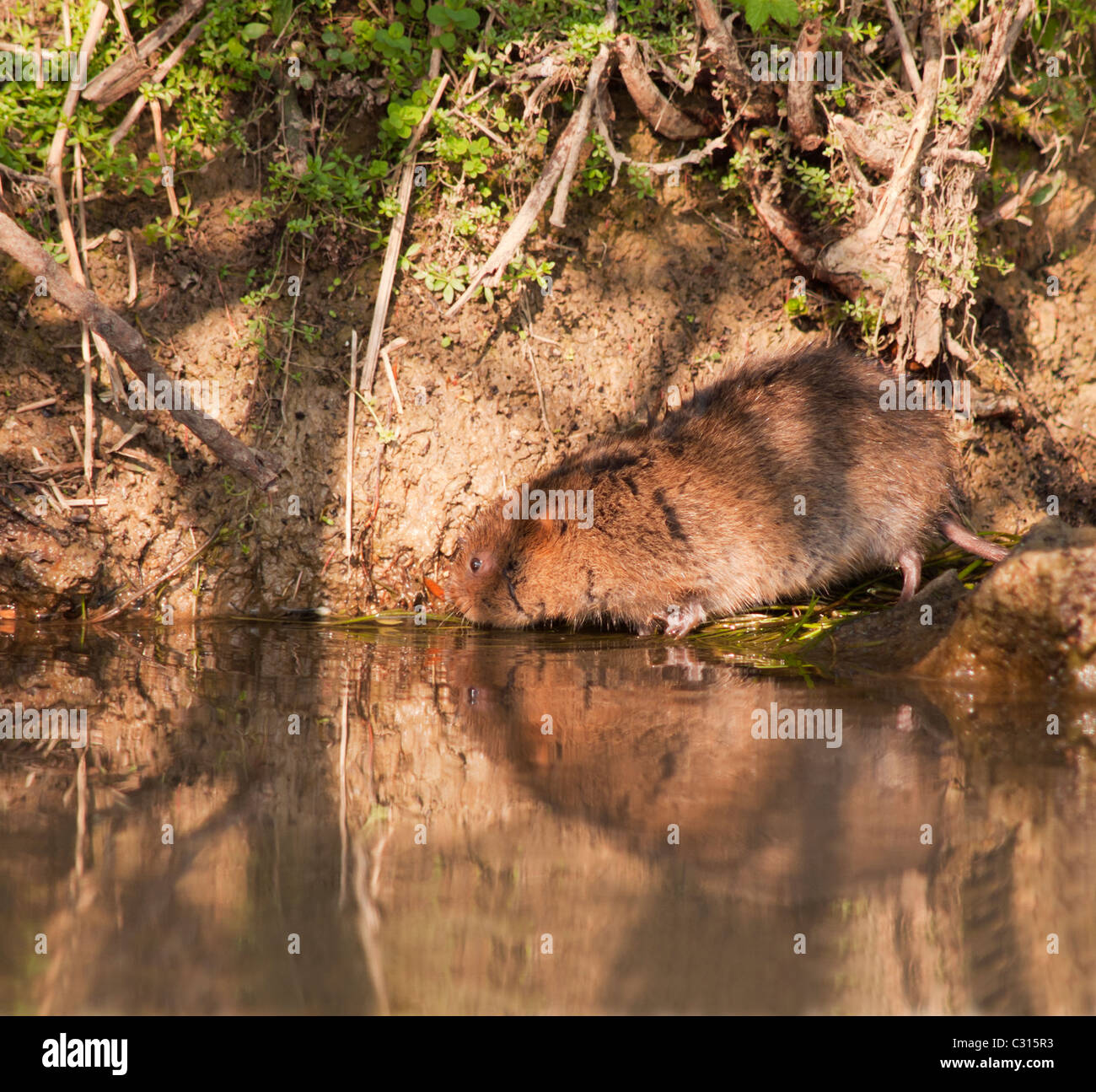 Water Vole about to enter water from waterside burrow on River Windrush ...
