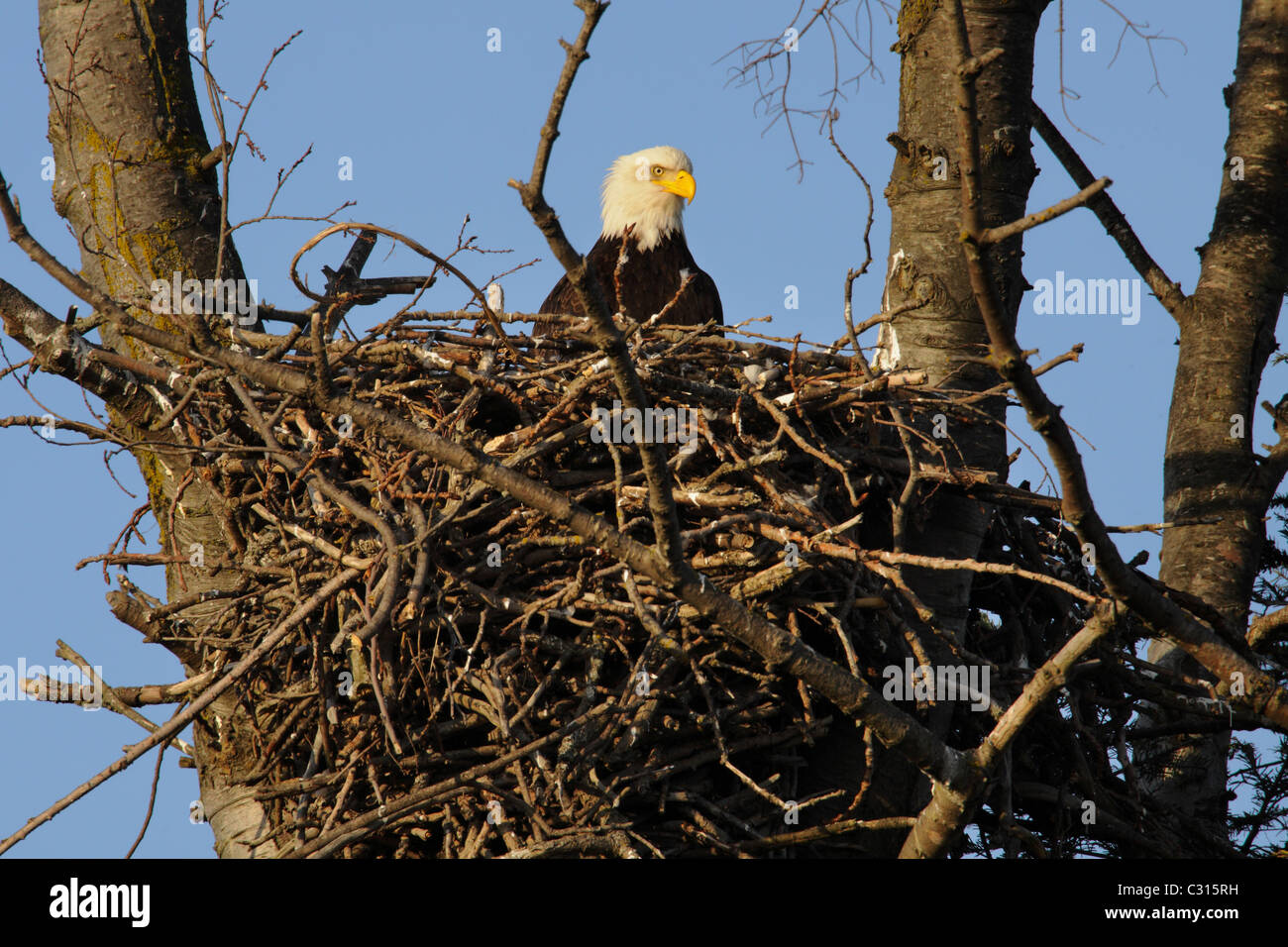 Bald eagle nest hi-res stock photography and images - Alamy
