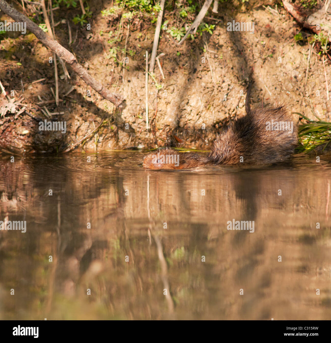 Water Vole about to enter water from waterside burrow on River Windrush ...
