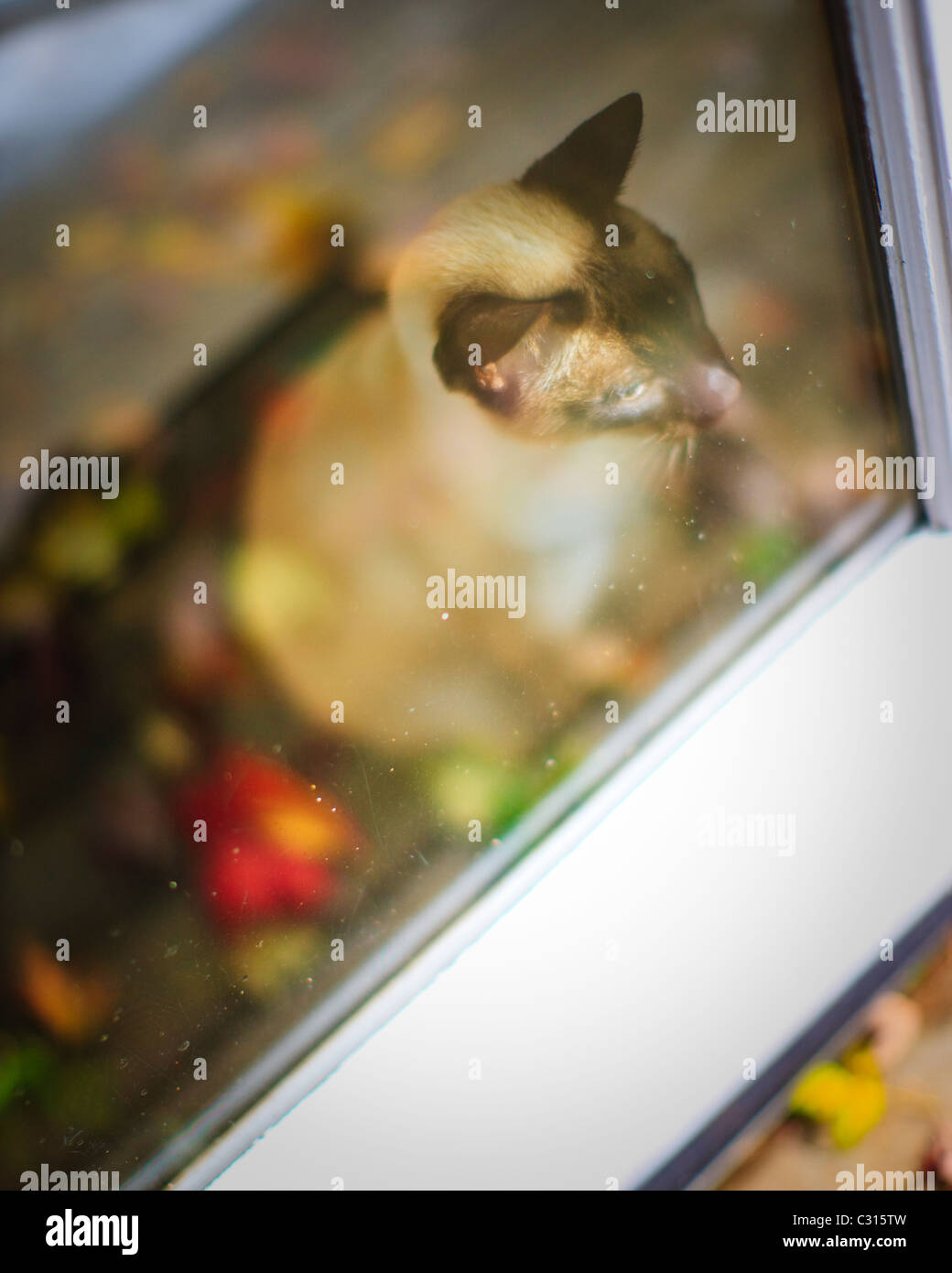 Cat sat at window Stock Photo - Alamy