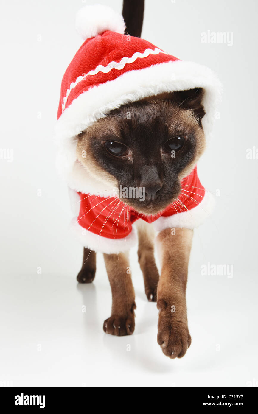 A Christmas Santa Claus Siamese Cat Stock Photo - Alamy