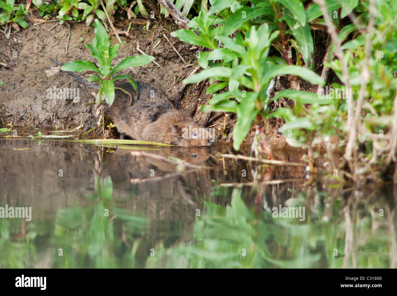 Water Vole Burrow Uk High Resolution Stock Photography and Images - Alamy