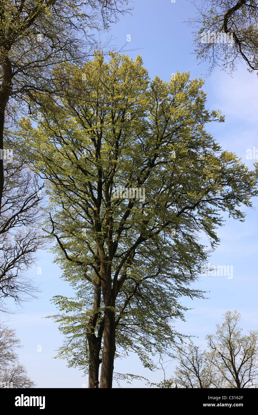 Trees with open canopy hi-res stock photography and images - Alamy