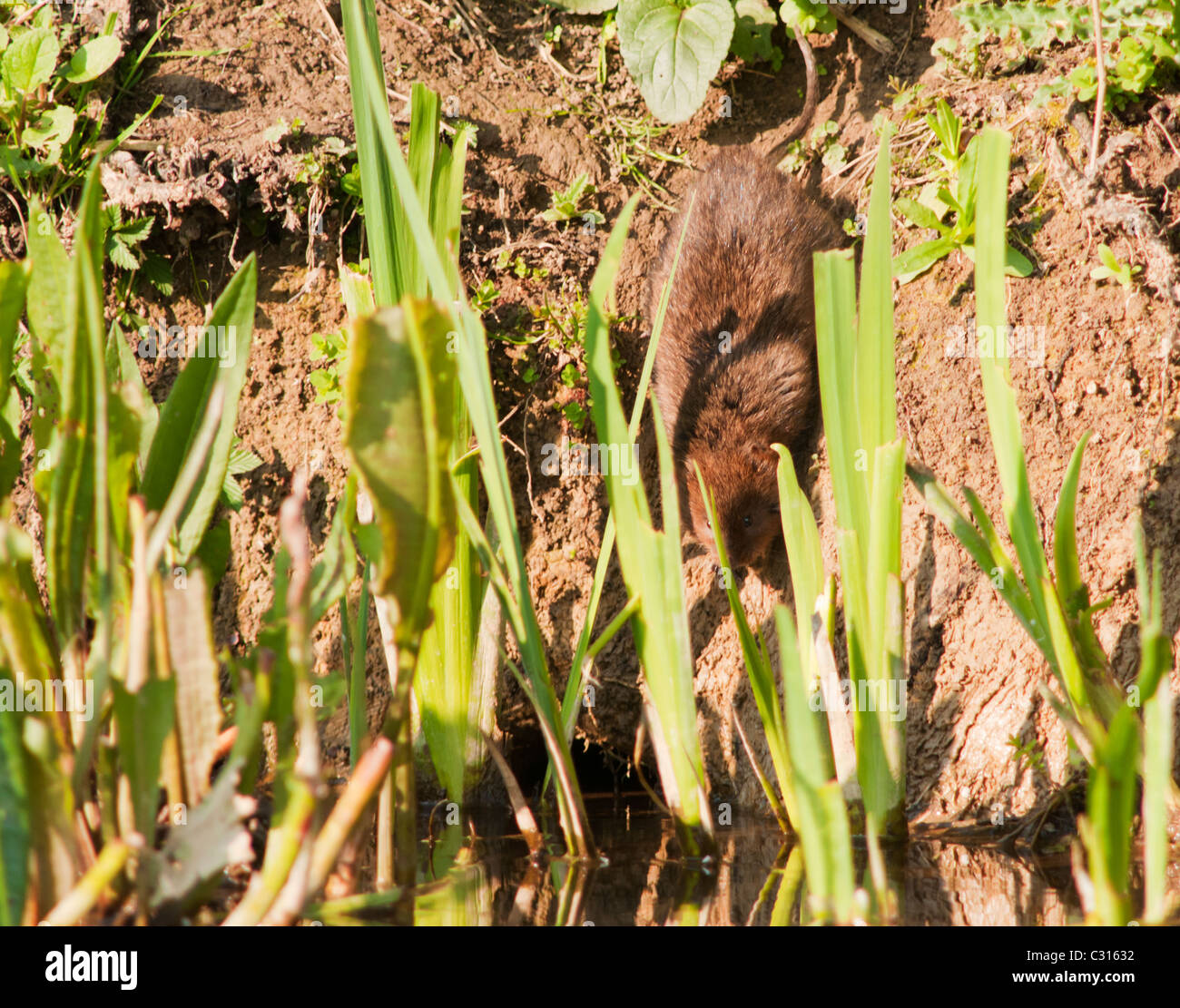 Water Vole about to enter water from waterside burrow on River Windrush ...