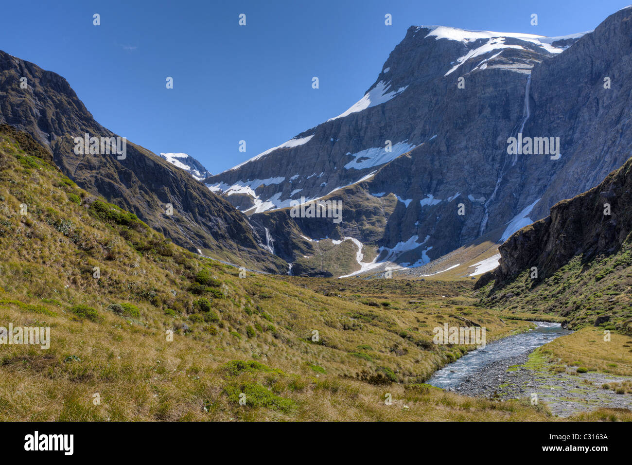 New zealand alpine plants hi-res stock photography and images - Alamy