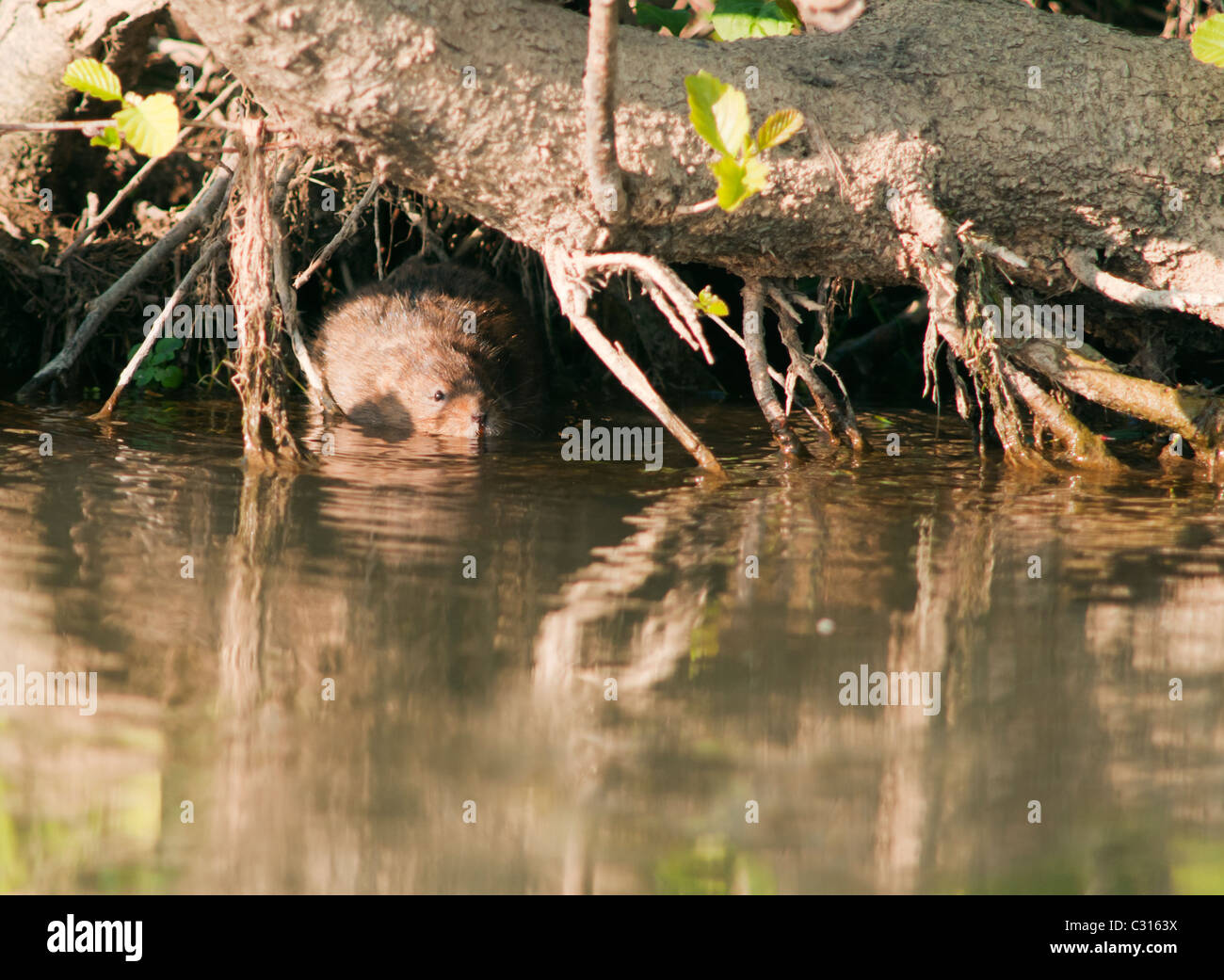 Water Vole entering water from waterside burrow on River Windrush in ...