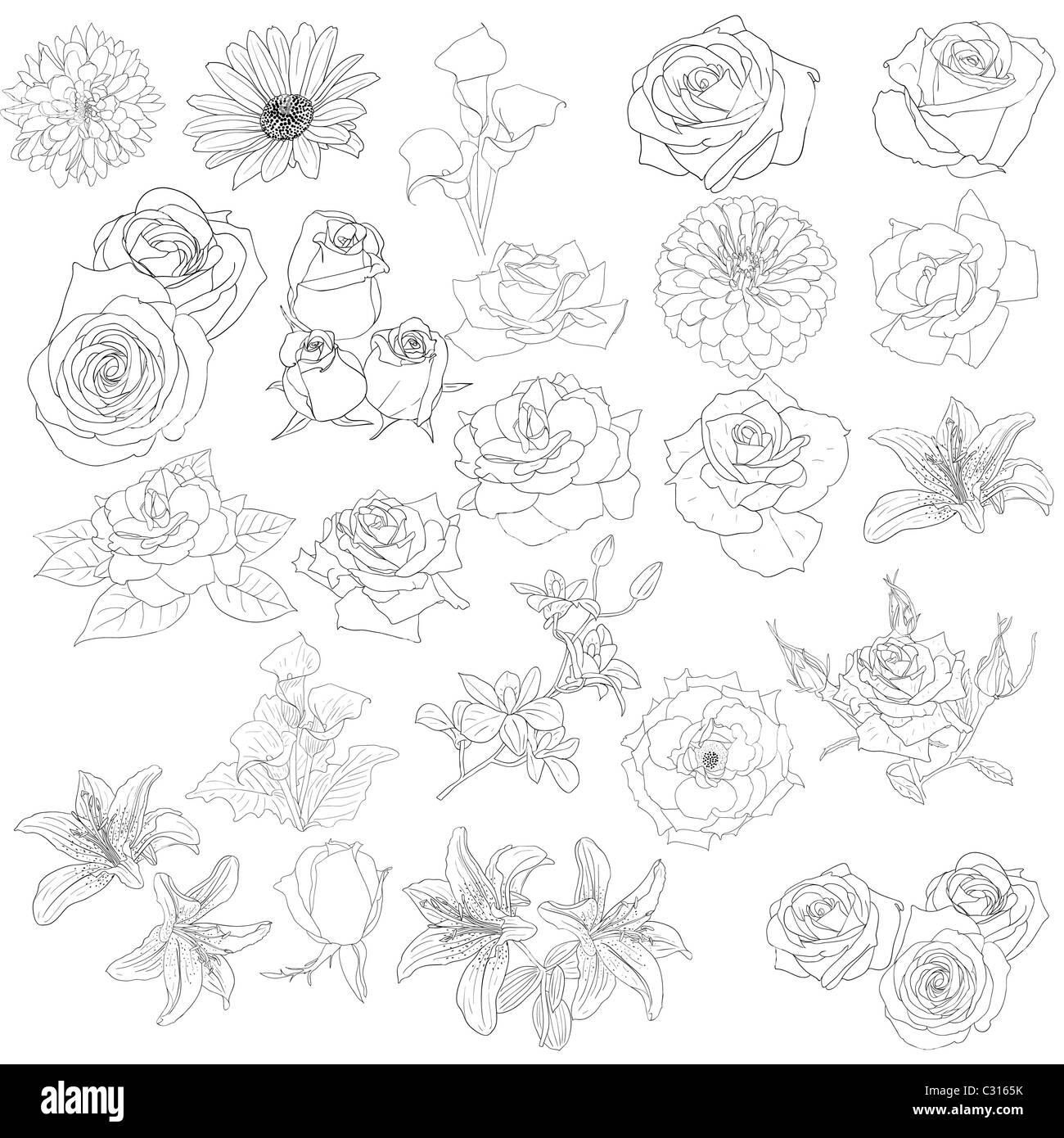 Set of in hand drawn style roses. Vector EPS 10 illustration Stock ...