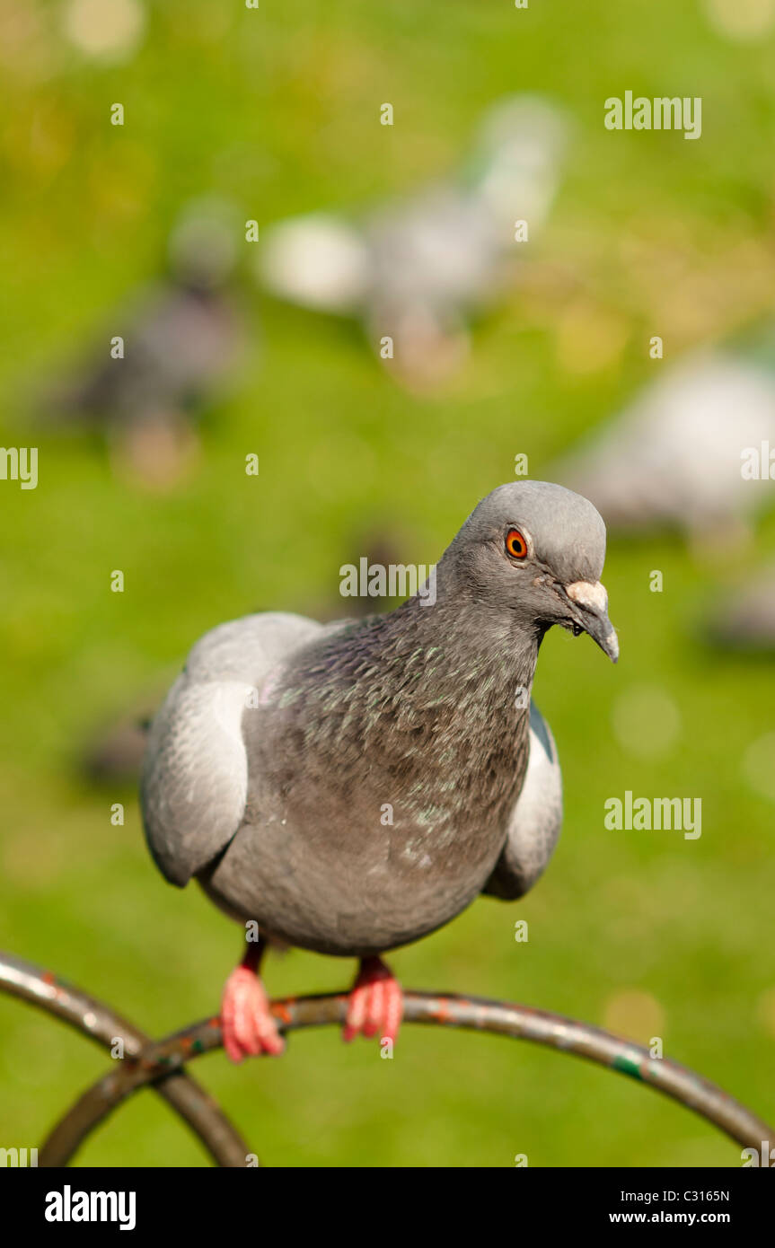 Closeup pigeon on metal hi-res stock photography and images - Alamy