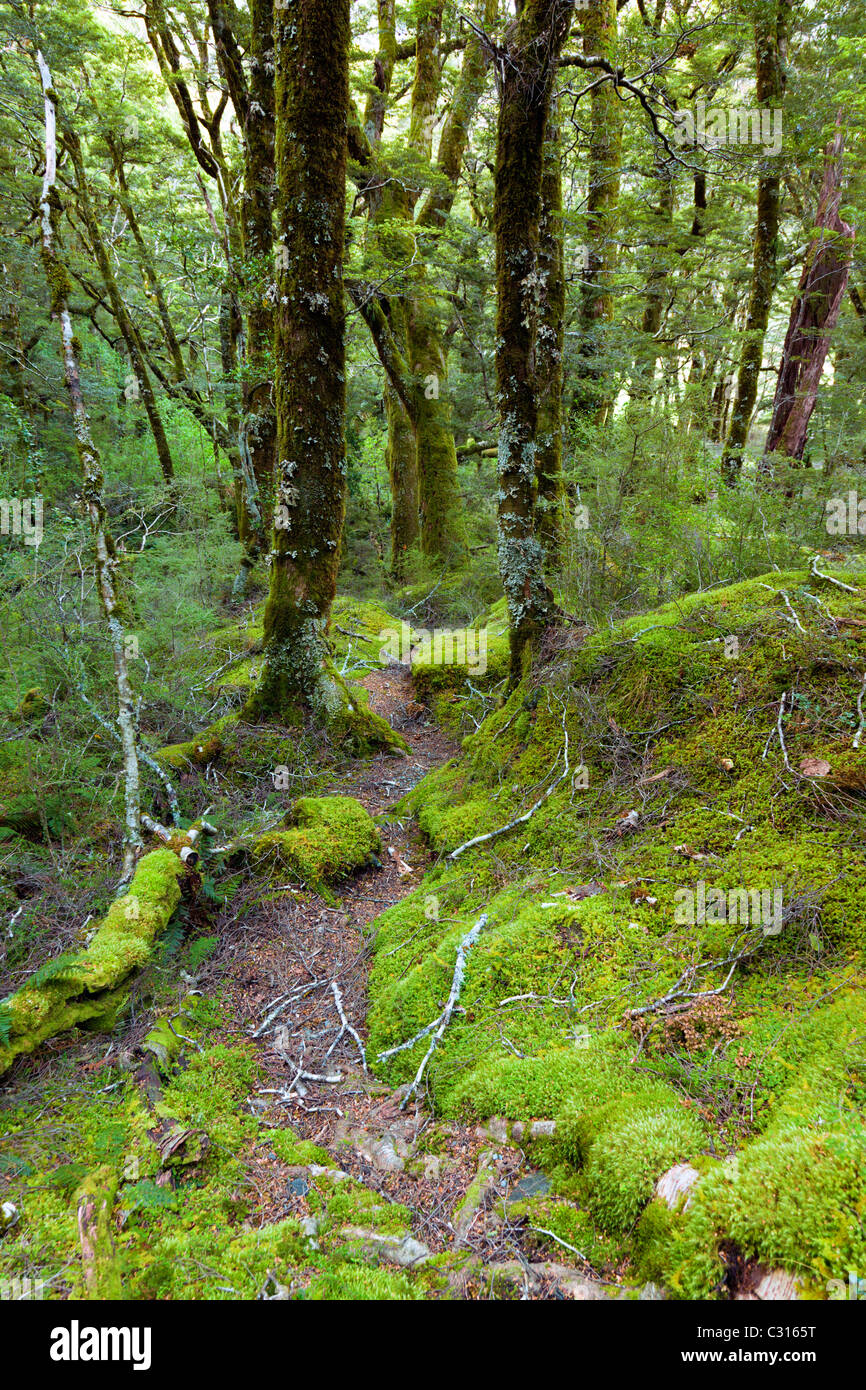 Hiking trail in beech forest Stock Photo - Alamy