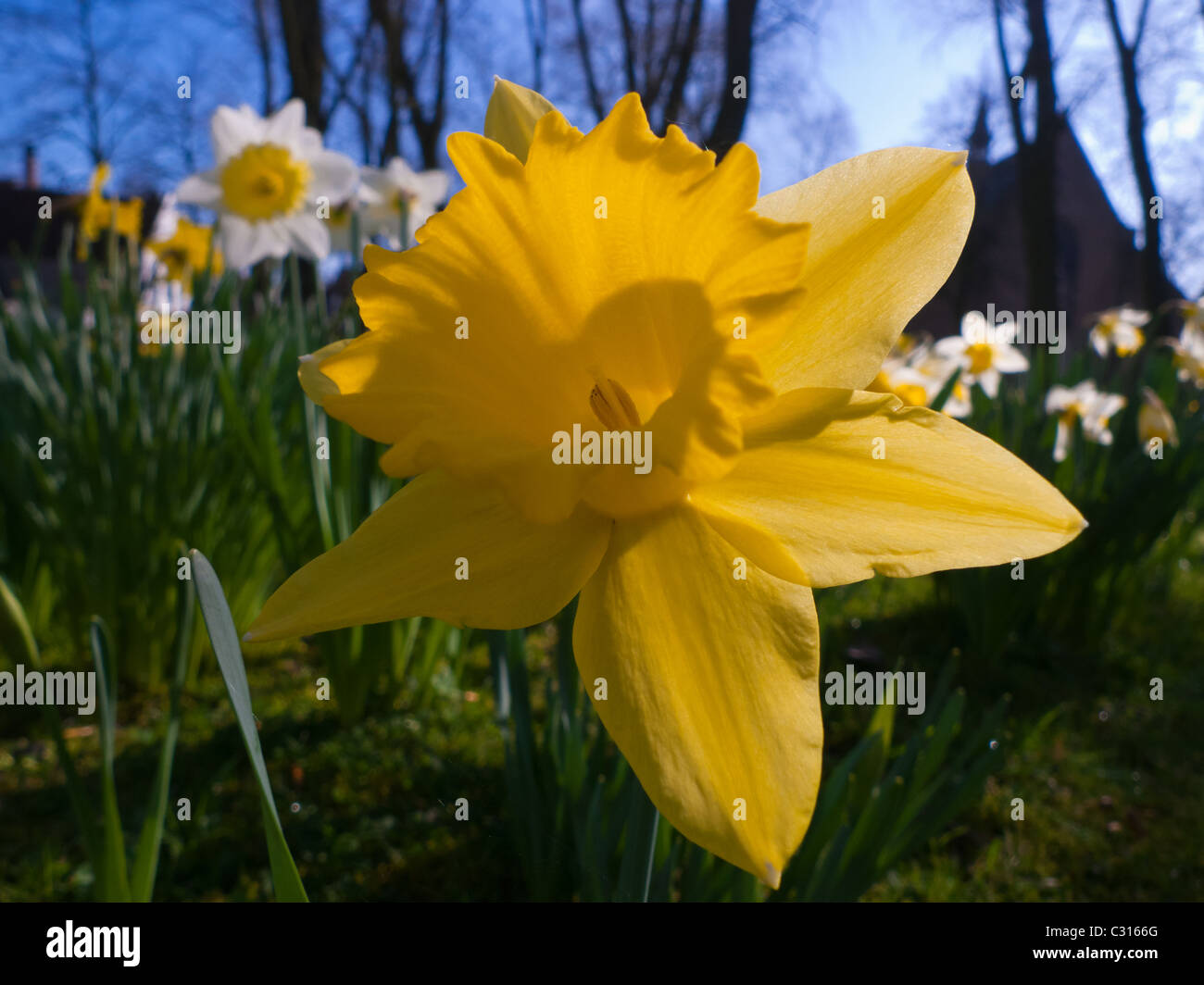 Daffodils daffodil flower hi-res stock photography and images - Alamy