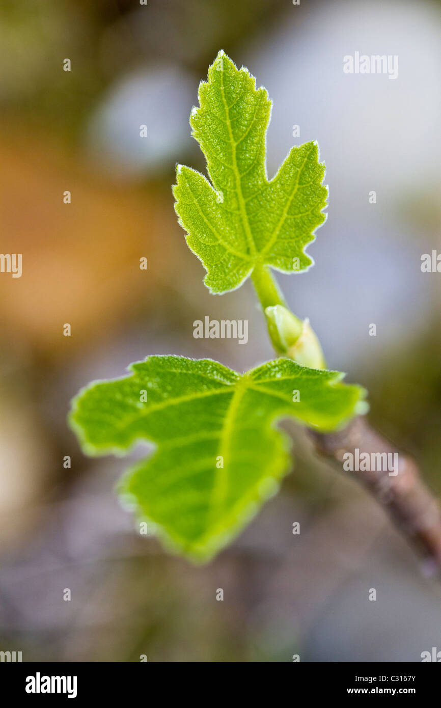 Close up of fig branch Stock Photo - Alamy
