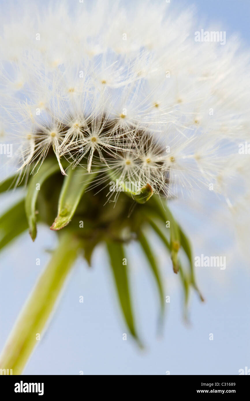 Dandelion stem detail hi-res stock photography and images - Alamy