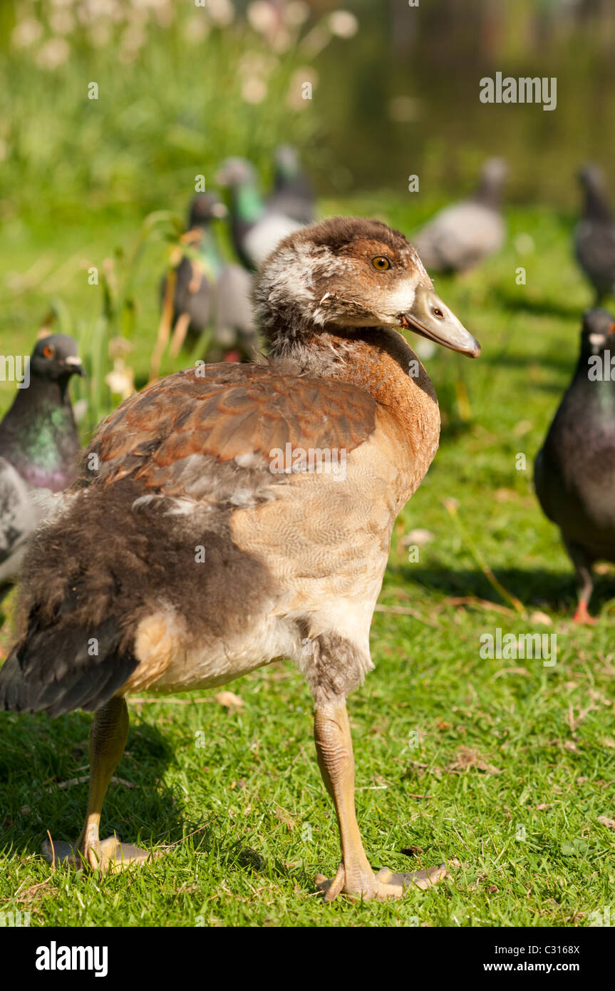 Egyptian goose london hi-res stock photography and images - Alamy