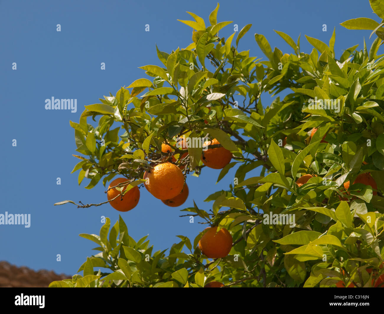 Oranges on orange tree Stock Photo - Alamy