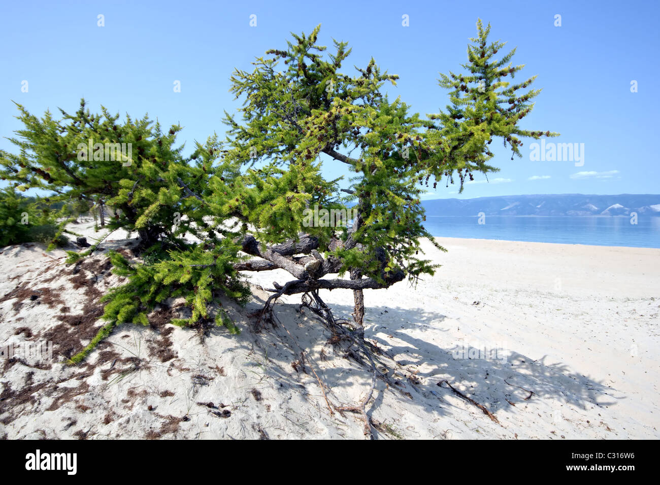 Coniferous tree at sand coast. Olkhon island. Baikal lake. Russia Stock ...