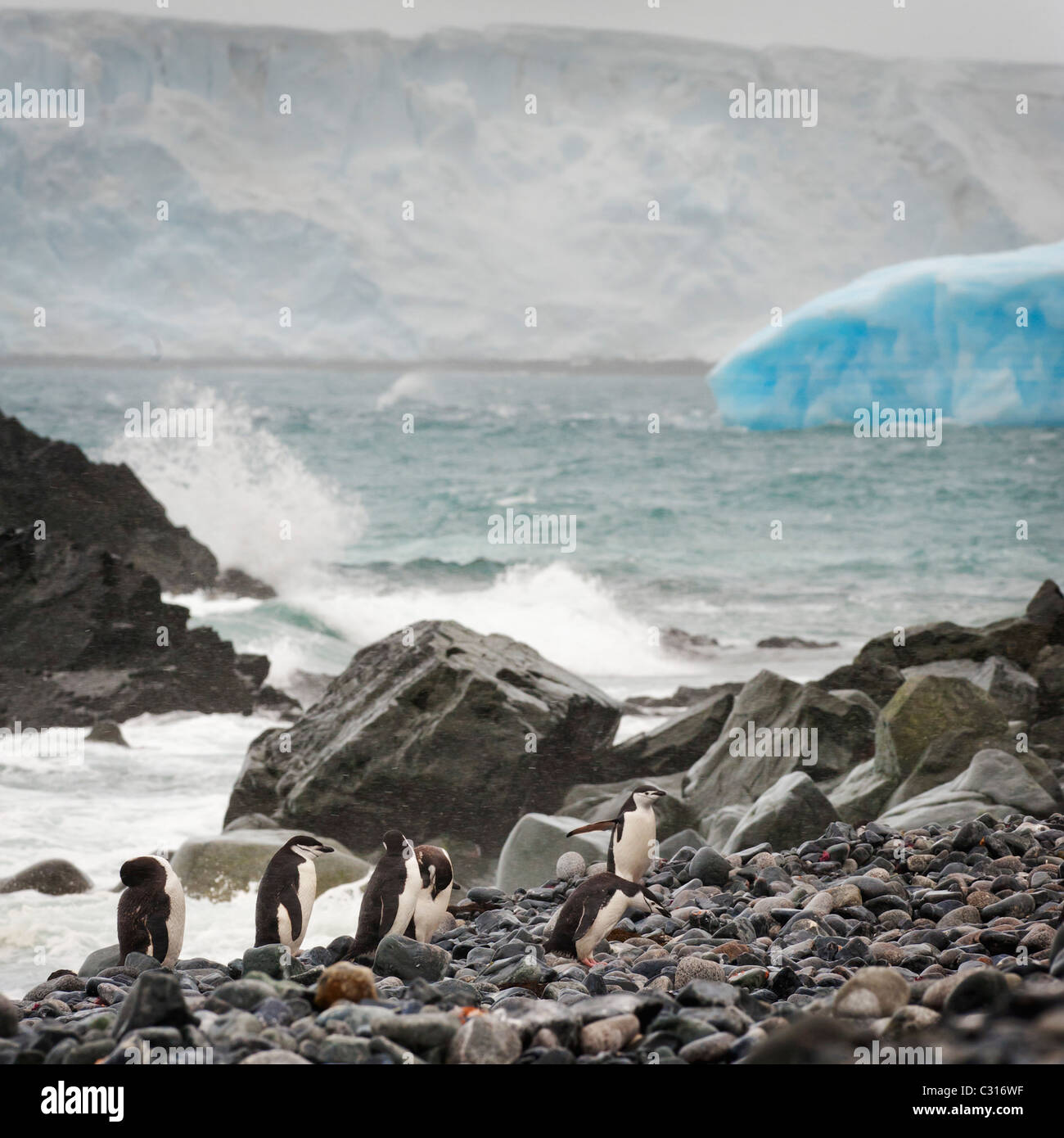 Penguins on iceberg hi-res stock photography and images - Alamy