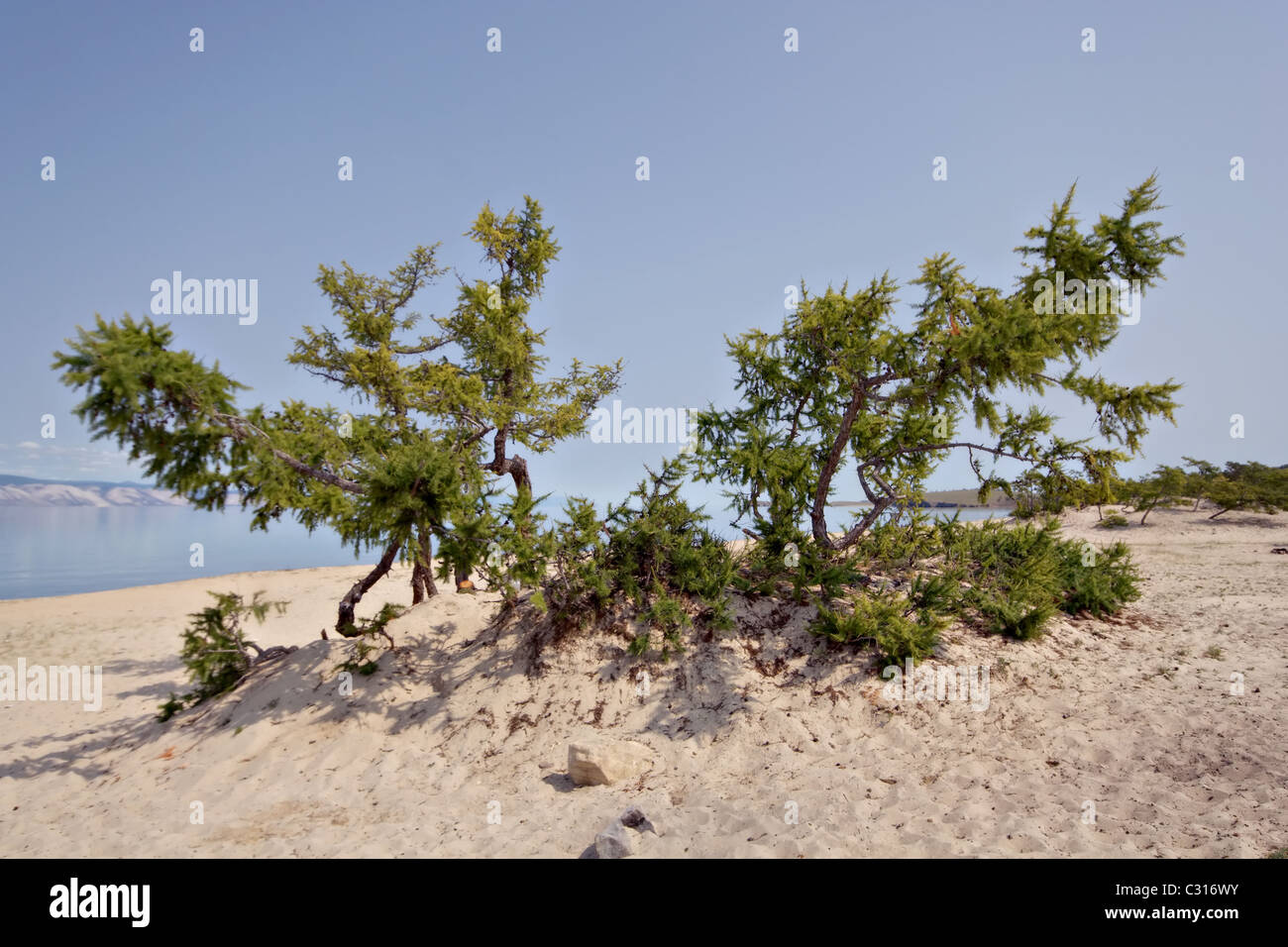 Coniferous tree at sand coast. Olkhon island. Baikal lake. Russia Stock ...