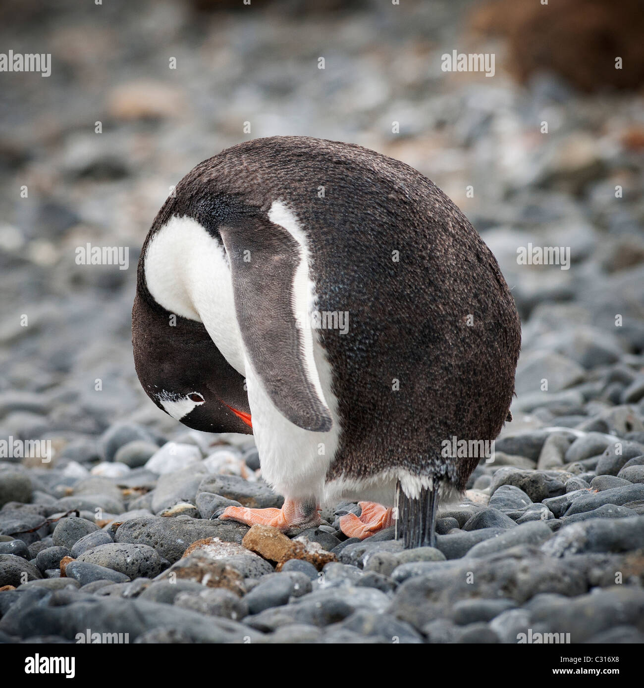 Gentoo penguin staring between its legs on Brown Bluff, Antarctica, in ...