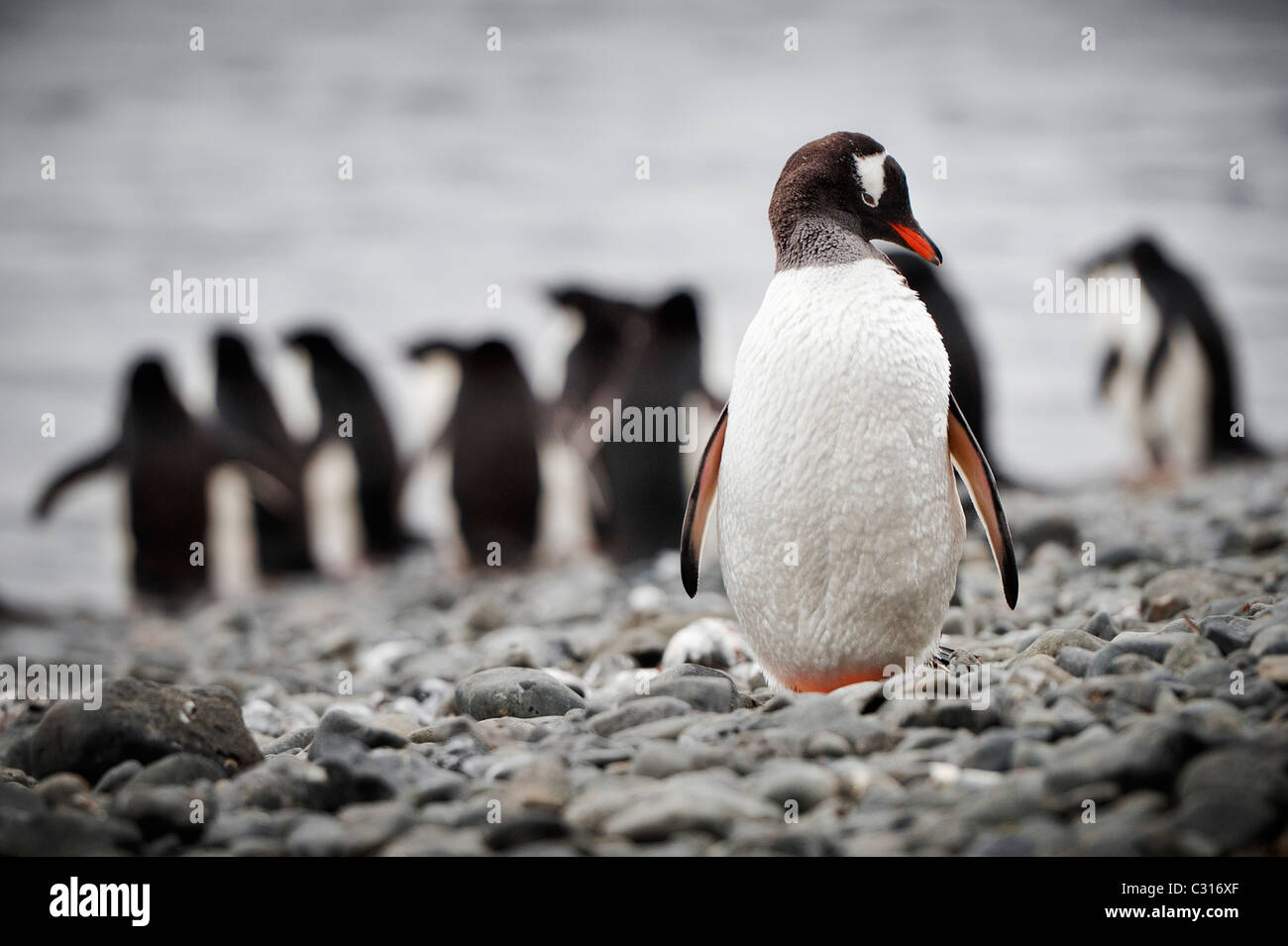 Antarctica weddell penguin hi-res stock photography and images - Alamy