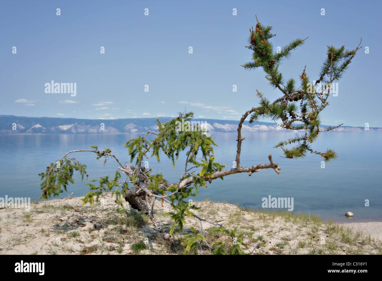 Coniferous tree at sand coast. Olkhon island. Baikal lake. Russia Stock ...