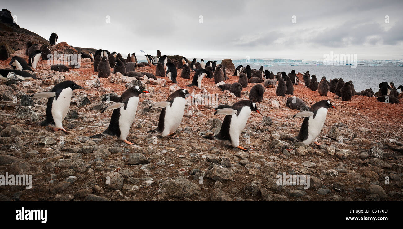 Marching penguin hi-res stock photography and images - Alamy