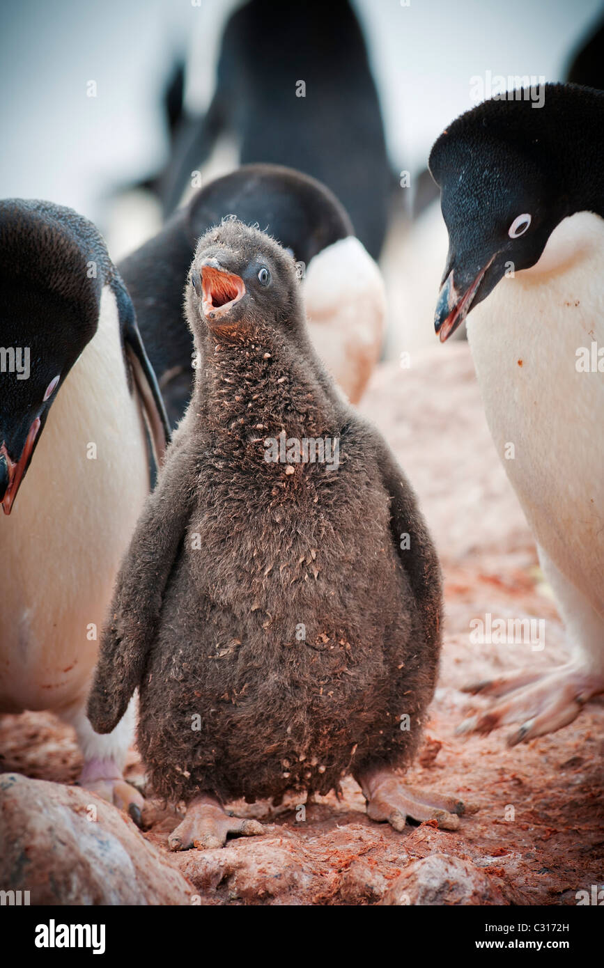 Baby Adelie Penguins Baby Adélie Penguins Chick Hi Res Stock