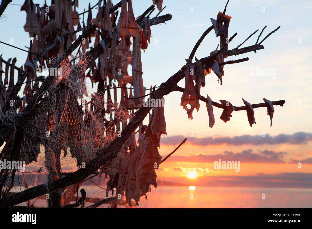 Peix Sec, dried fish hanged by fishermen in the island of Formentera ...
