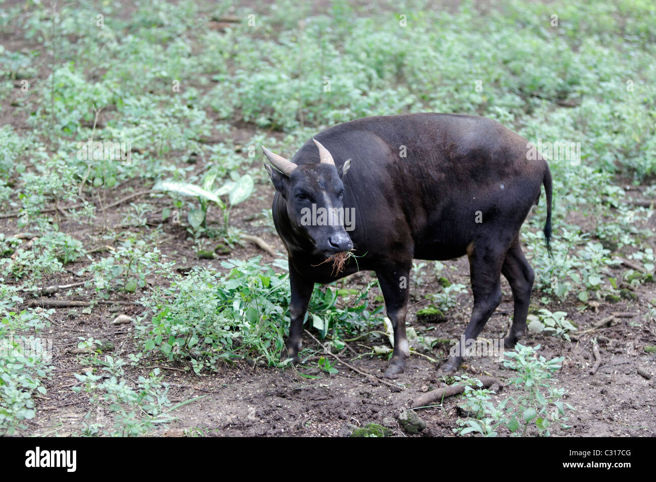 Lowland anoa, Bubalus depresicornis, single captive, animal on grass ...