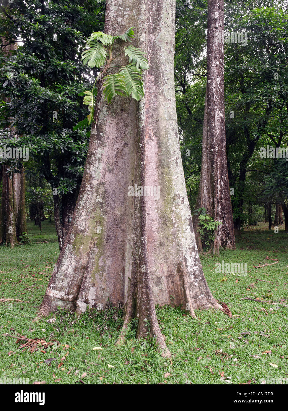 Pulia tree, Alstonia angustiloba,Indonesia, March 2011 Stock Photo - Alamy