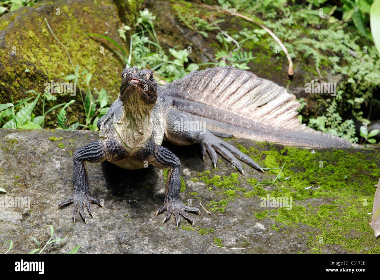 Hydrosaurus hi-res stock photography and images - Alamy