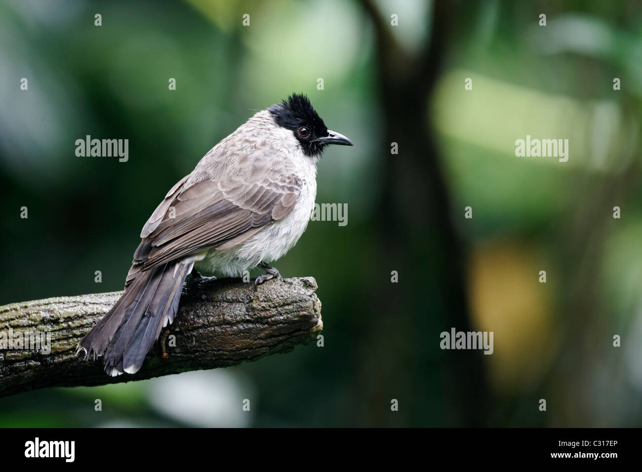 Sooty-headed bulbul, Pycnonotus aurigaster, single bird on branch ...