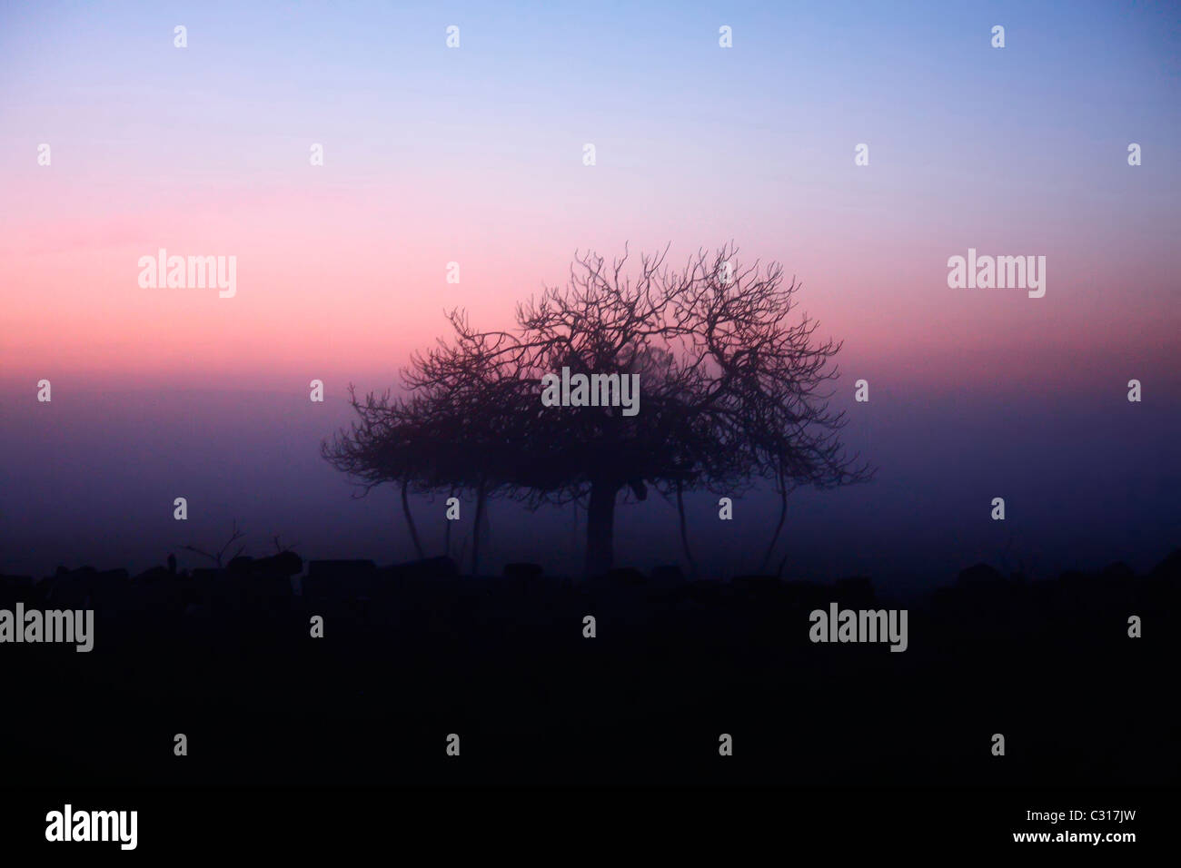 Old fig tree hi-res stock photography and images - Alamy