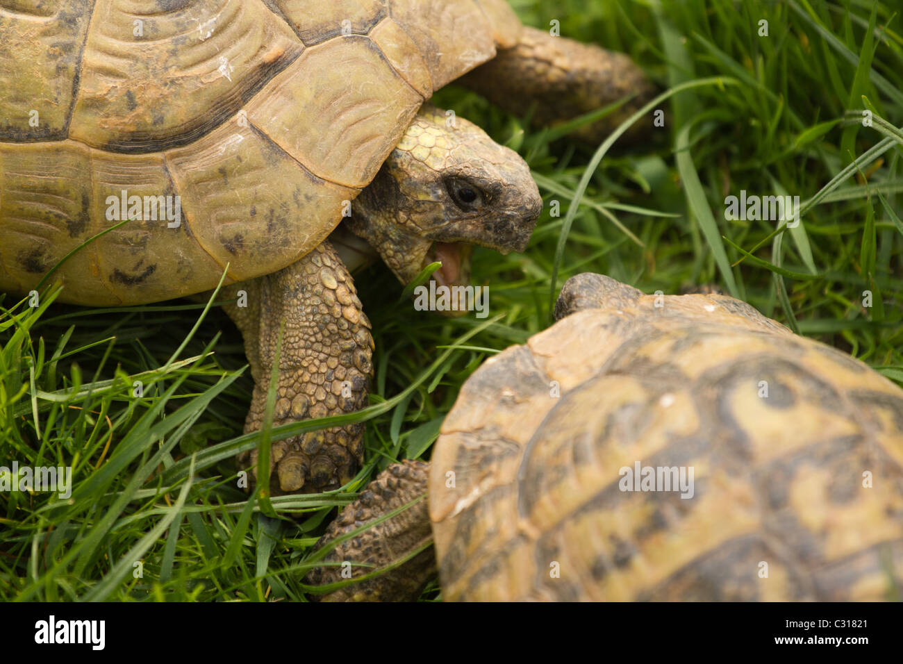 Sea turtle shell hi-res stock photography and images - Alamy