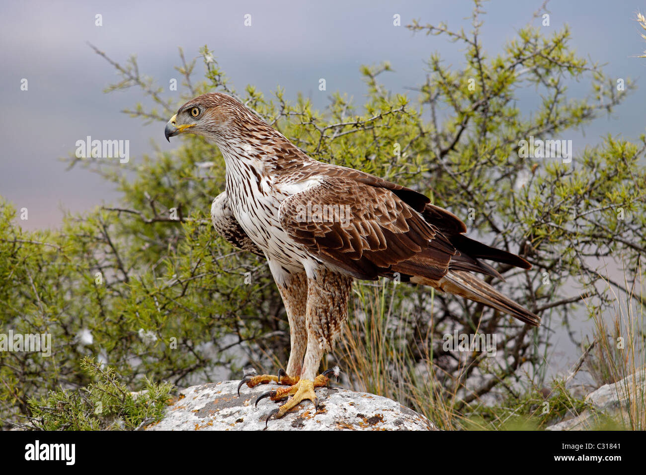 Bonelli s eagle, Hieraaetus fasciatus. Adult male Stock Photo - Alamy