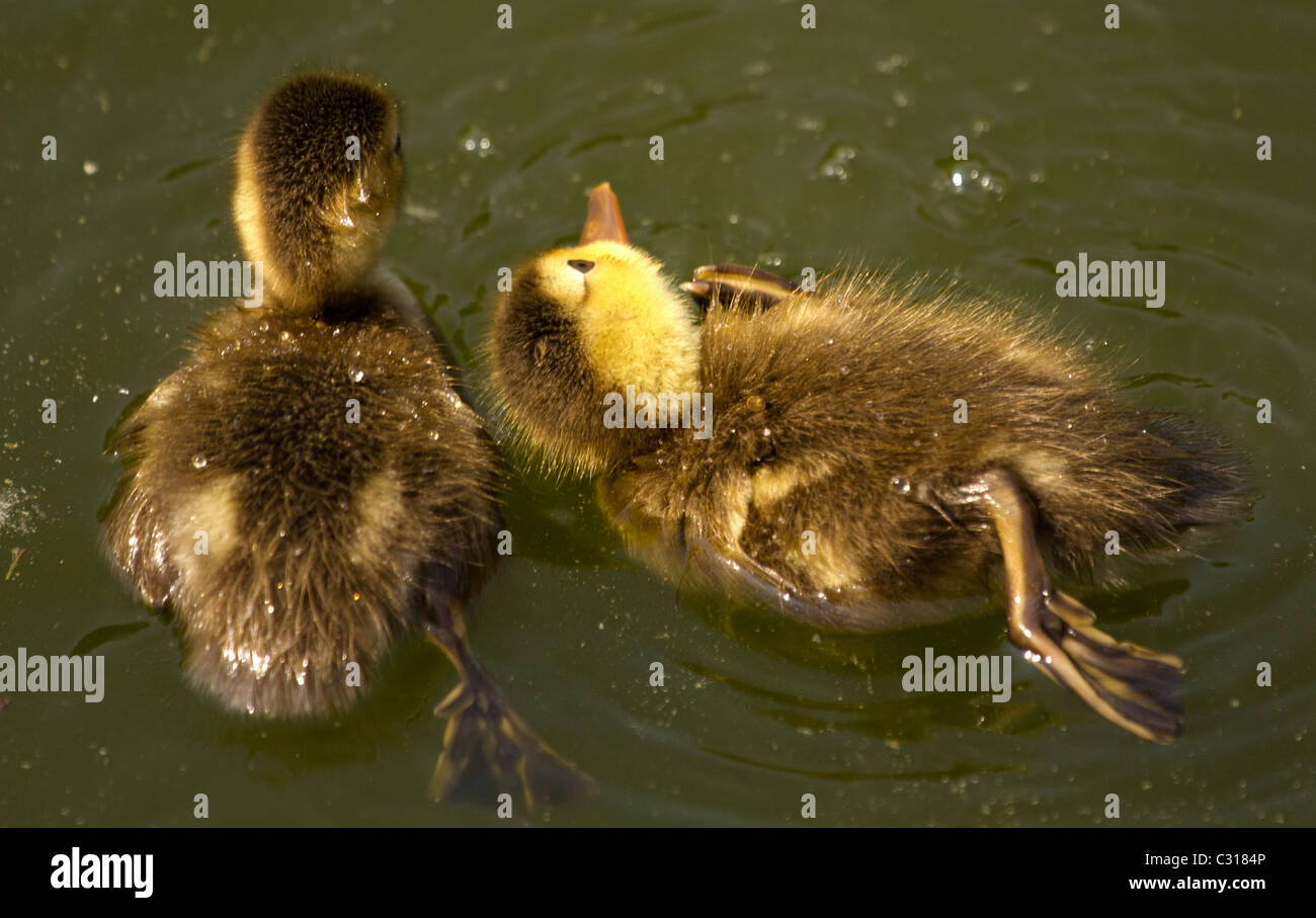 Ducks and Ducklings in a Lake in Summer Stock Photo - Alamy