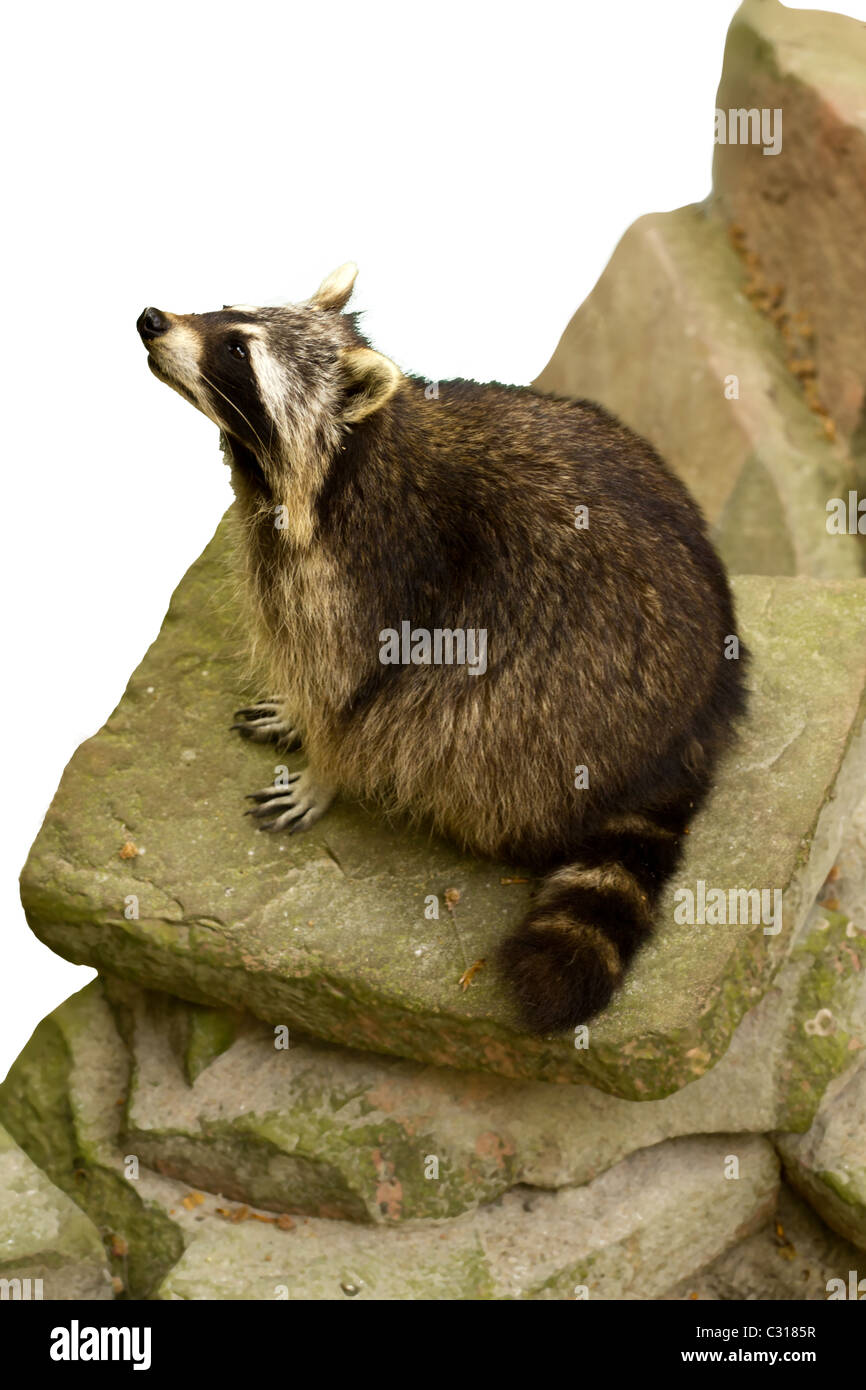Raccoon at home Stock Photo - Alamy