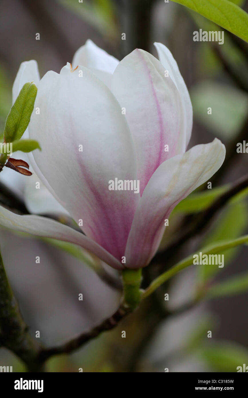 Planting a magnolia tree hi-res stock photography and images - Alamy