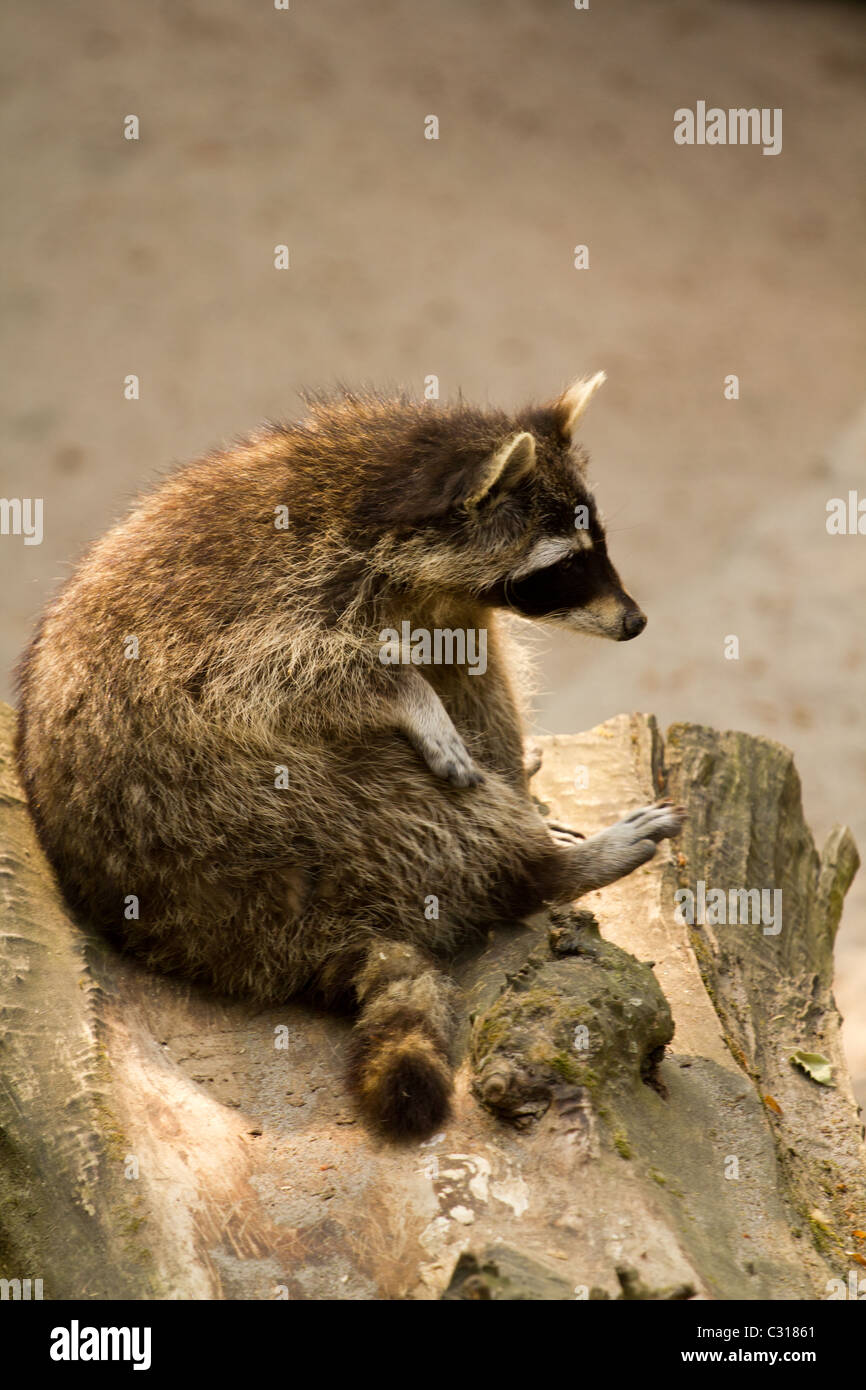 Raccoon at home Stock Photo - Alamy