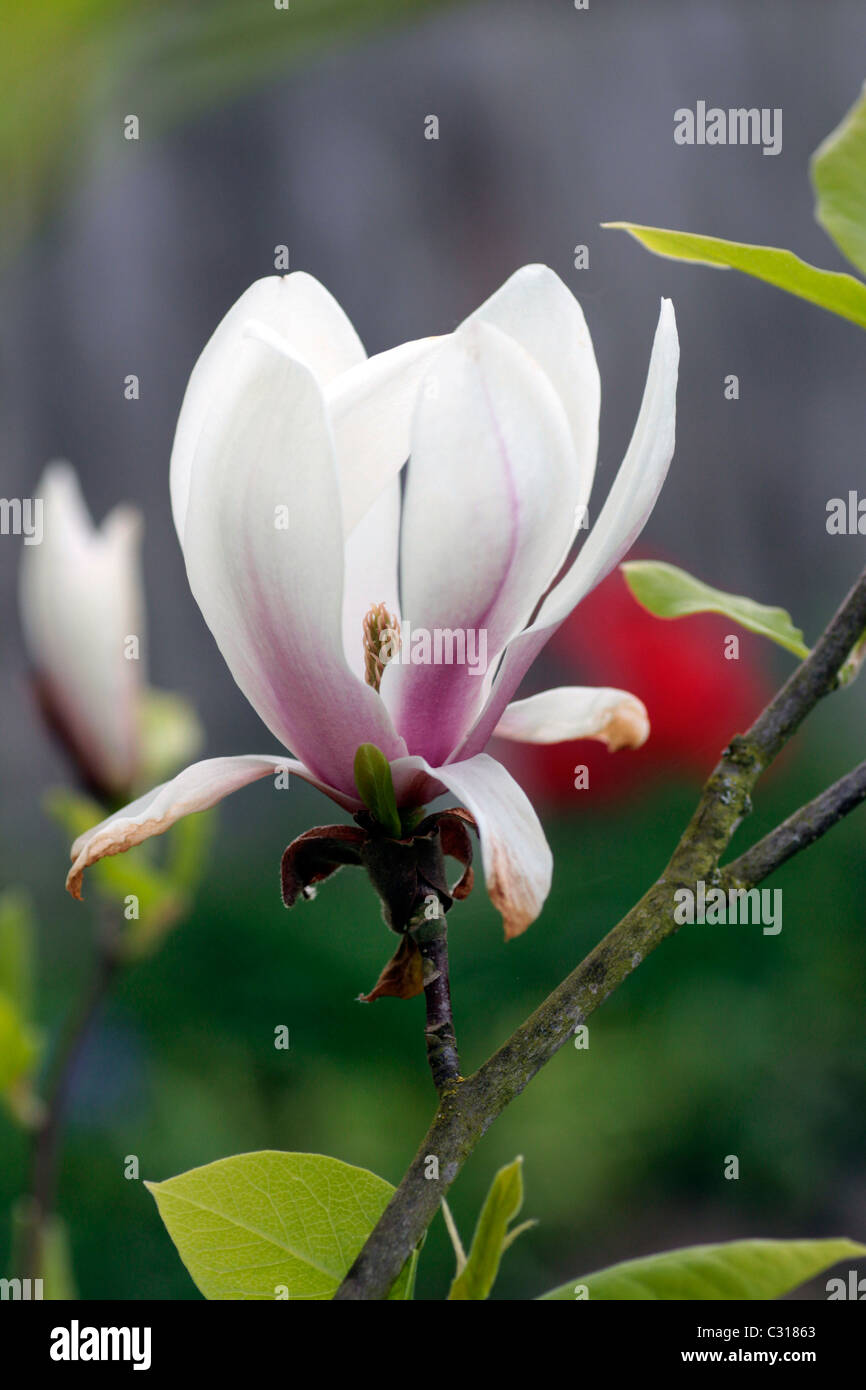Planting a magnolia tree hi-res stock photography and images - Alamy