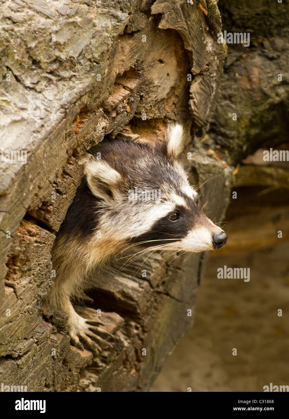 Raccoon at home Stock Photo - Alamy