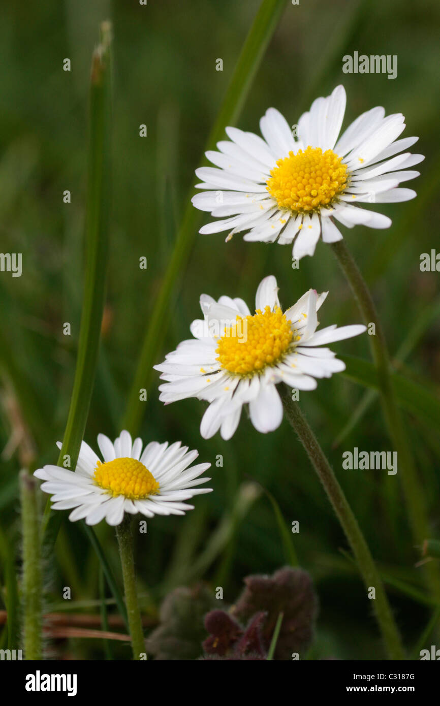 Photograph of three wild daisies on a lawn Stock Photo - Alamy