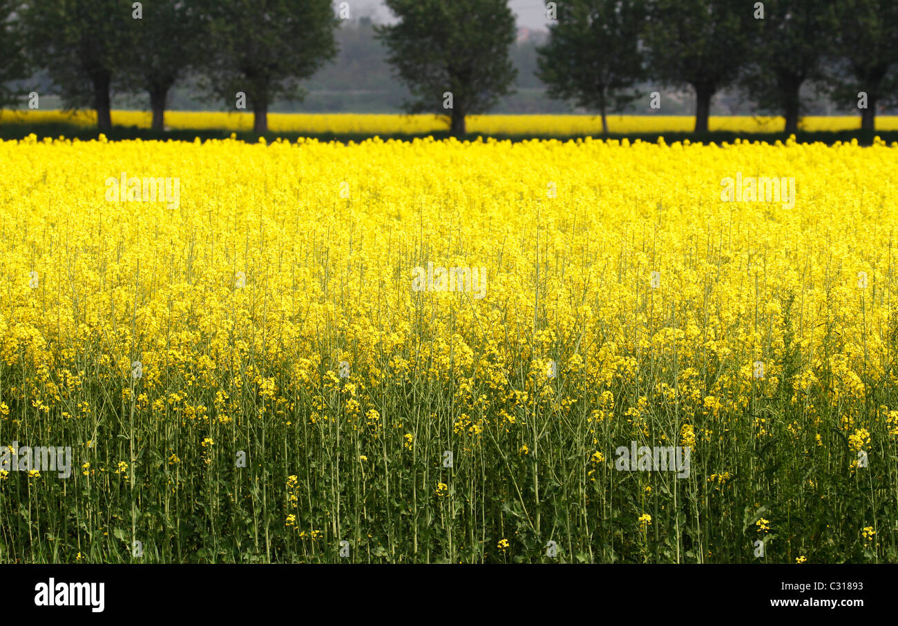 The yellow rapeseed fields near Turin Stock Photo - Alamy