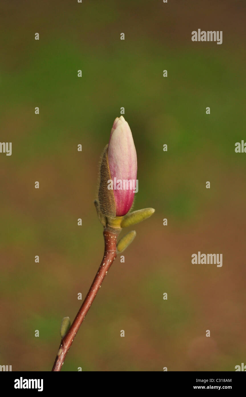 Small Pink Tree Bud in Spring Stock Photo - Alamy