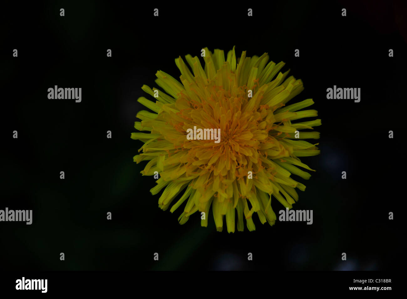 Dandelion in bloom hi-res stock photography and images - Alamy