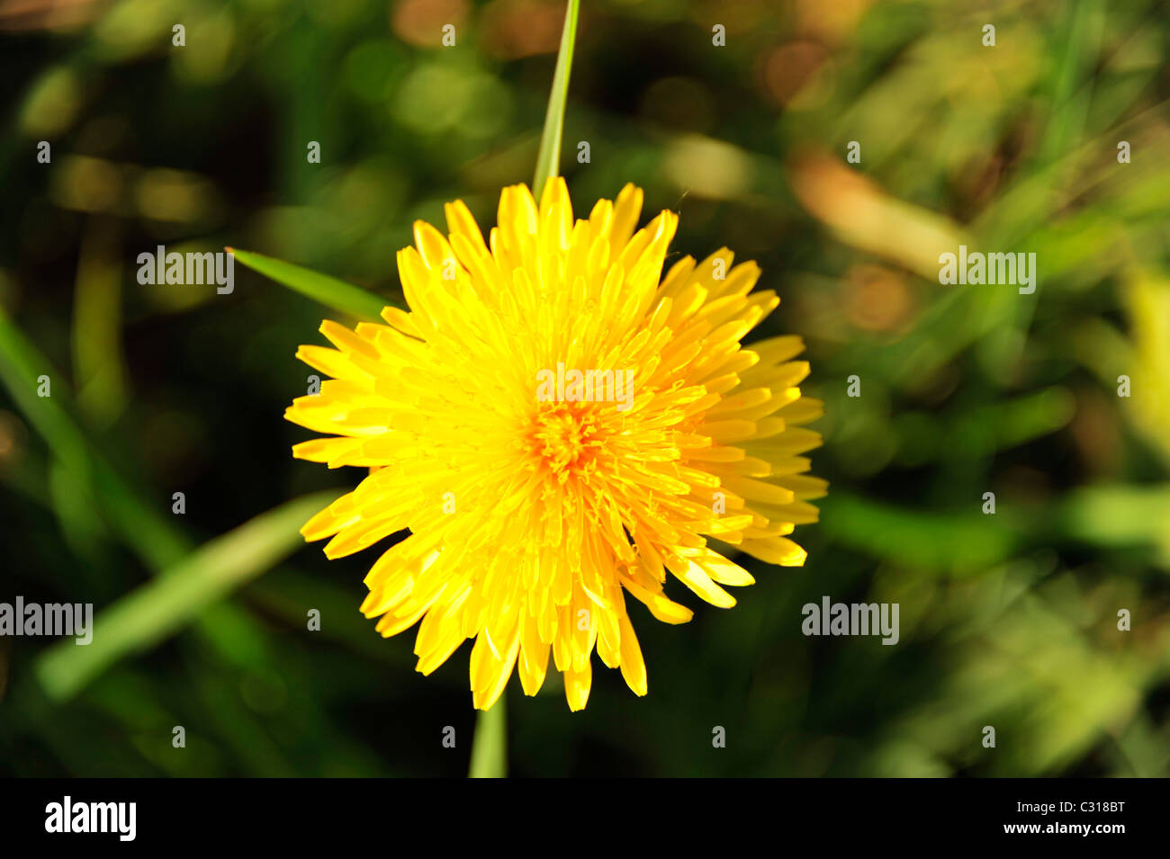 Dandelion in bloom Stock Photo - Alamy