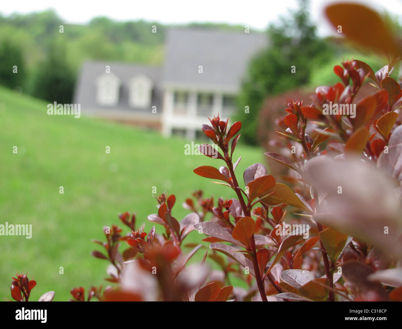 Shrub shrubs bush bushes hi-res stock photography and images - Alamy