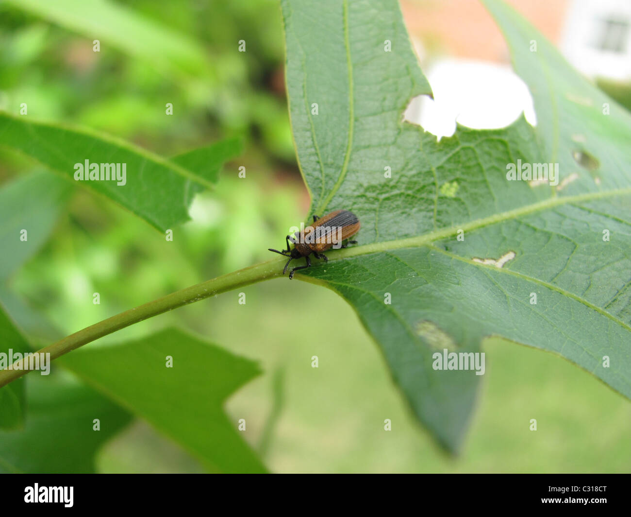 Bug leaf hi-res stock photography and images - Alamy