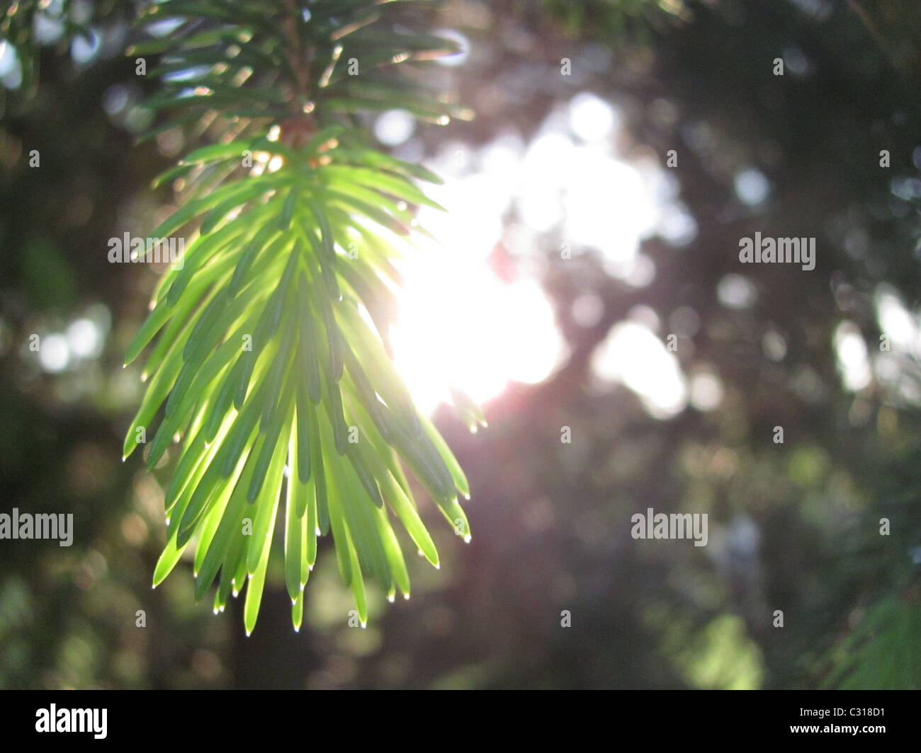 Tree in front of sun hi-res stock photography and images - Alamy