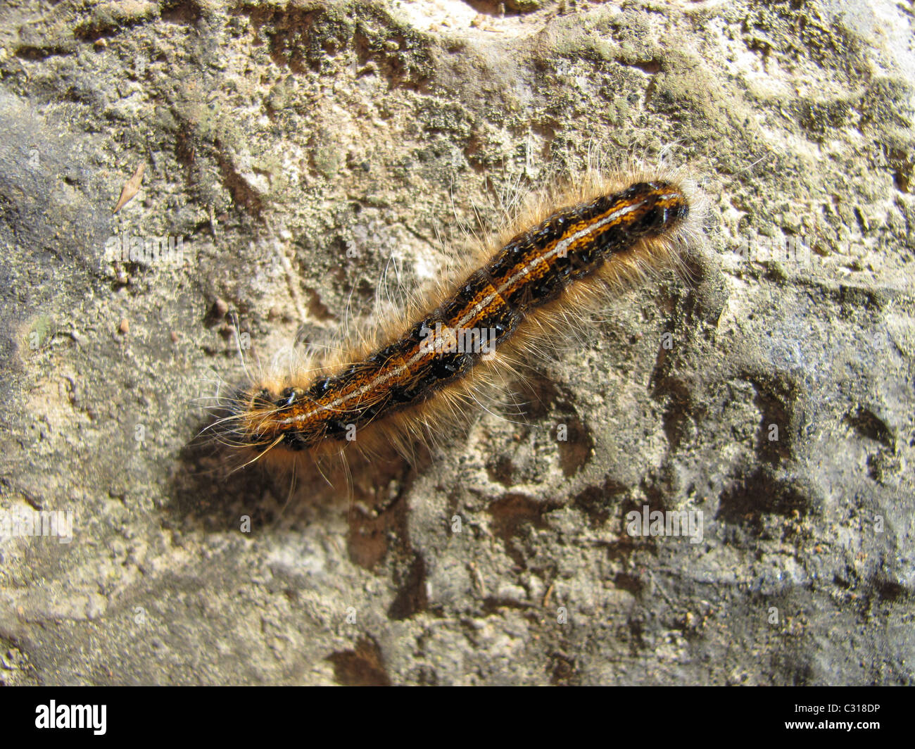 A caterpillar in a forest Stock Photo - Alamy