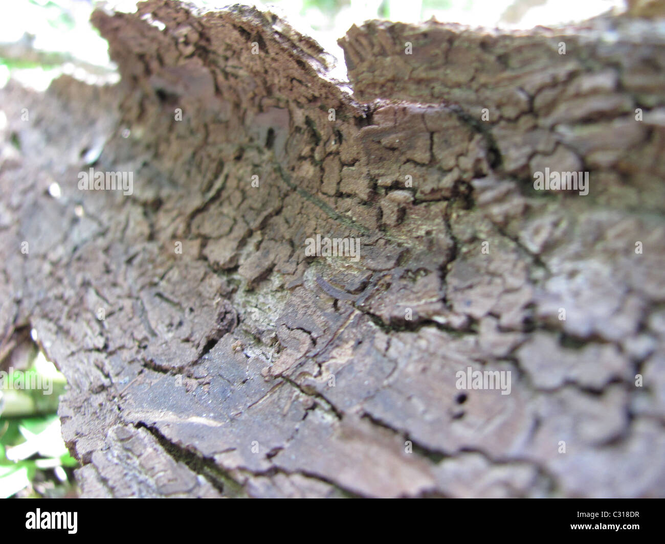 Fallen bark from a tree Stock Photo - Alamy